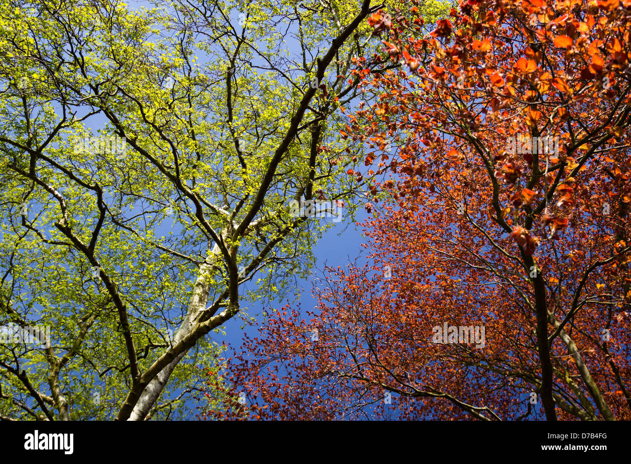 Red beech tree hi-res stock photography and images - Alamy