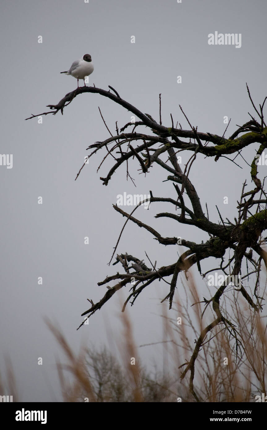 Bird on a tree Stock Photo - Alamy