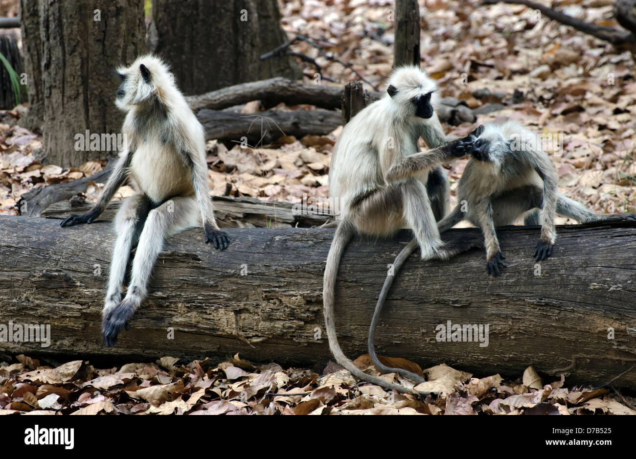 hanuman langur,monkey,semnopithecus entellus,grooming,madhya pradesh ...