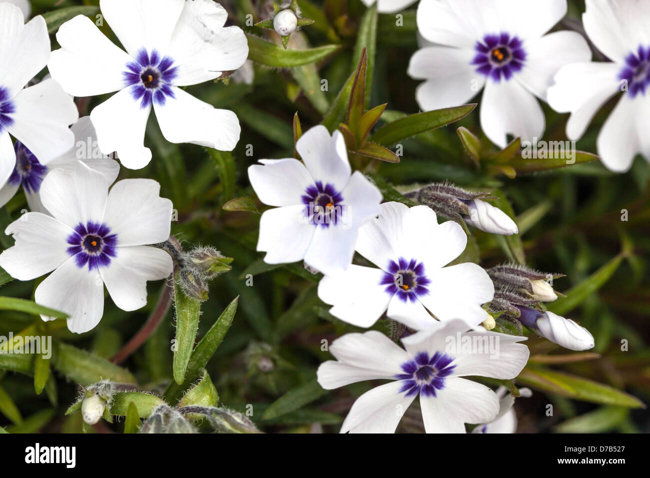 White flowers UK Stock Photo - Alamy