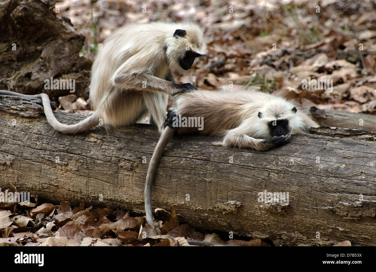 hanuman langur,monkey,semnopithecus entellus,grooming,madhya pradesh ...