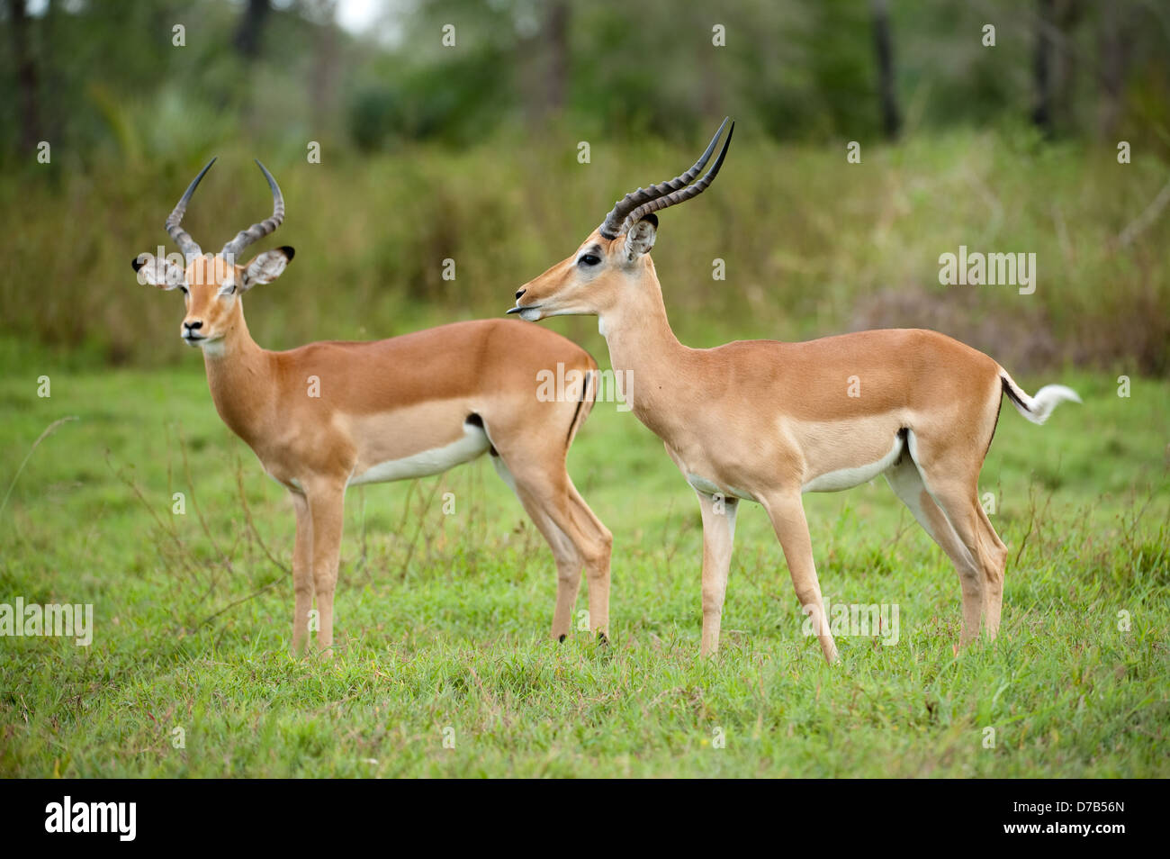 Impala (Aepyceros melampus), Gorongosa National Park, Mozambique Stock ...