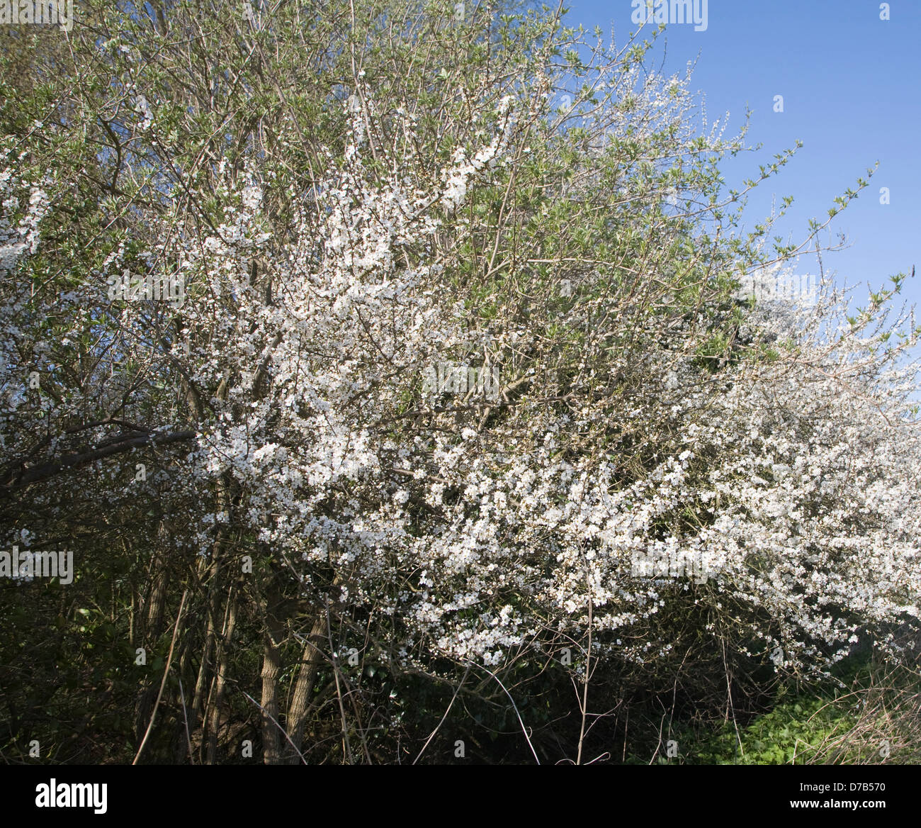 Blackthorn prunus spinosa tree bush blossom hi-res stock photography ...