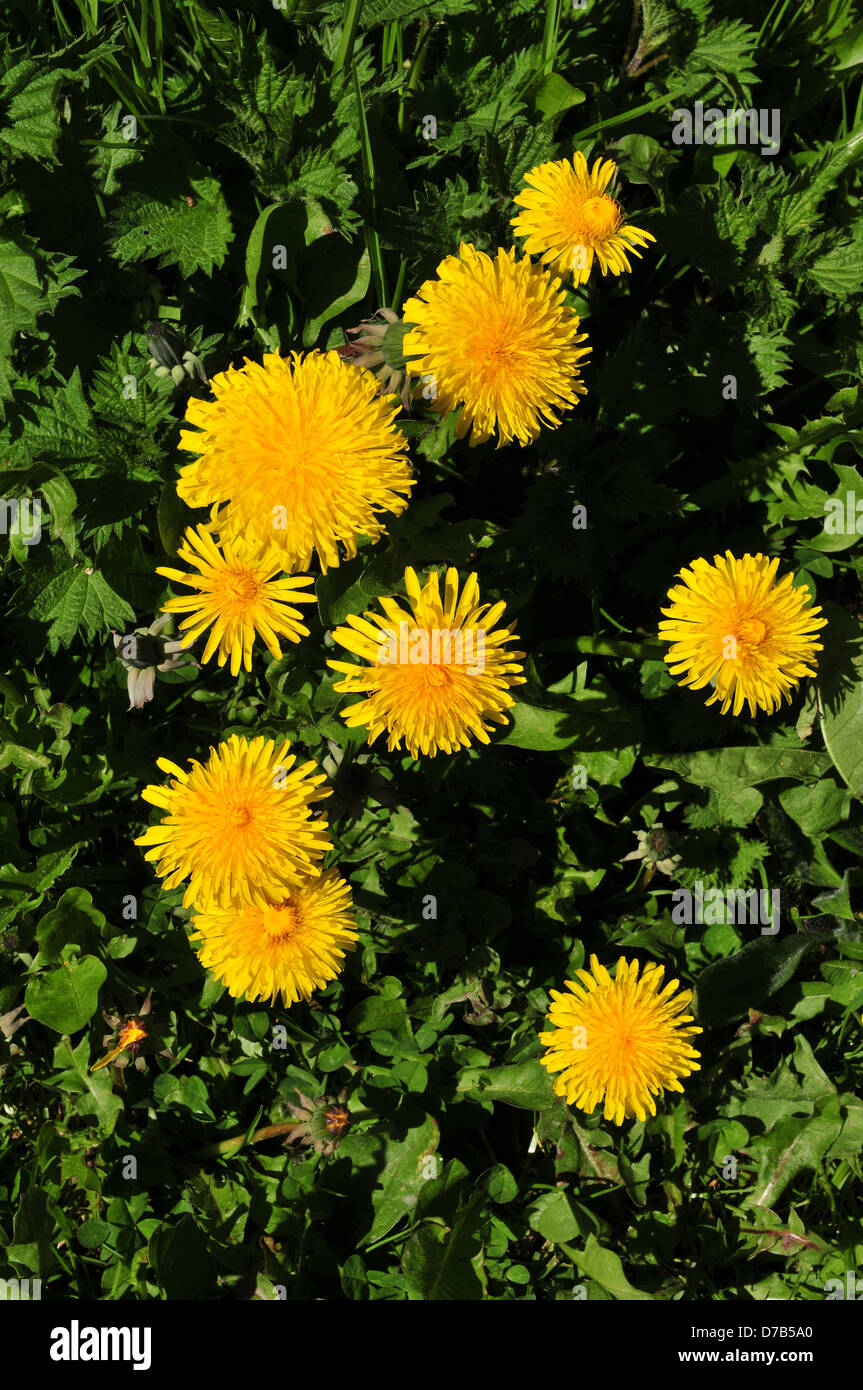 Pasture weeds hi-res stock photography and images - Alamy