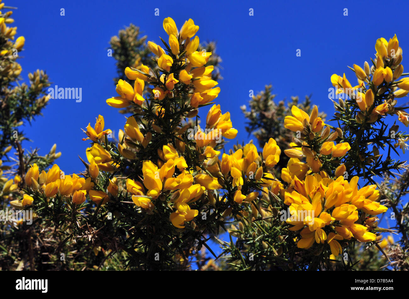 Yellow flowers emerge hi-res stock photography and images - Alamy