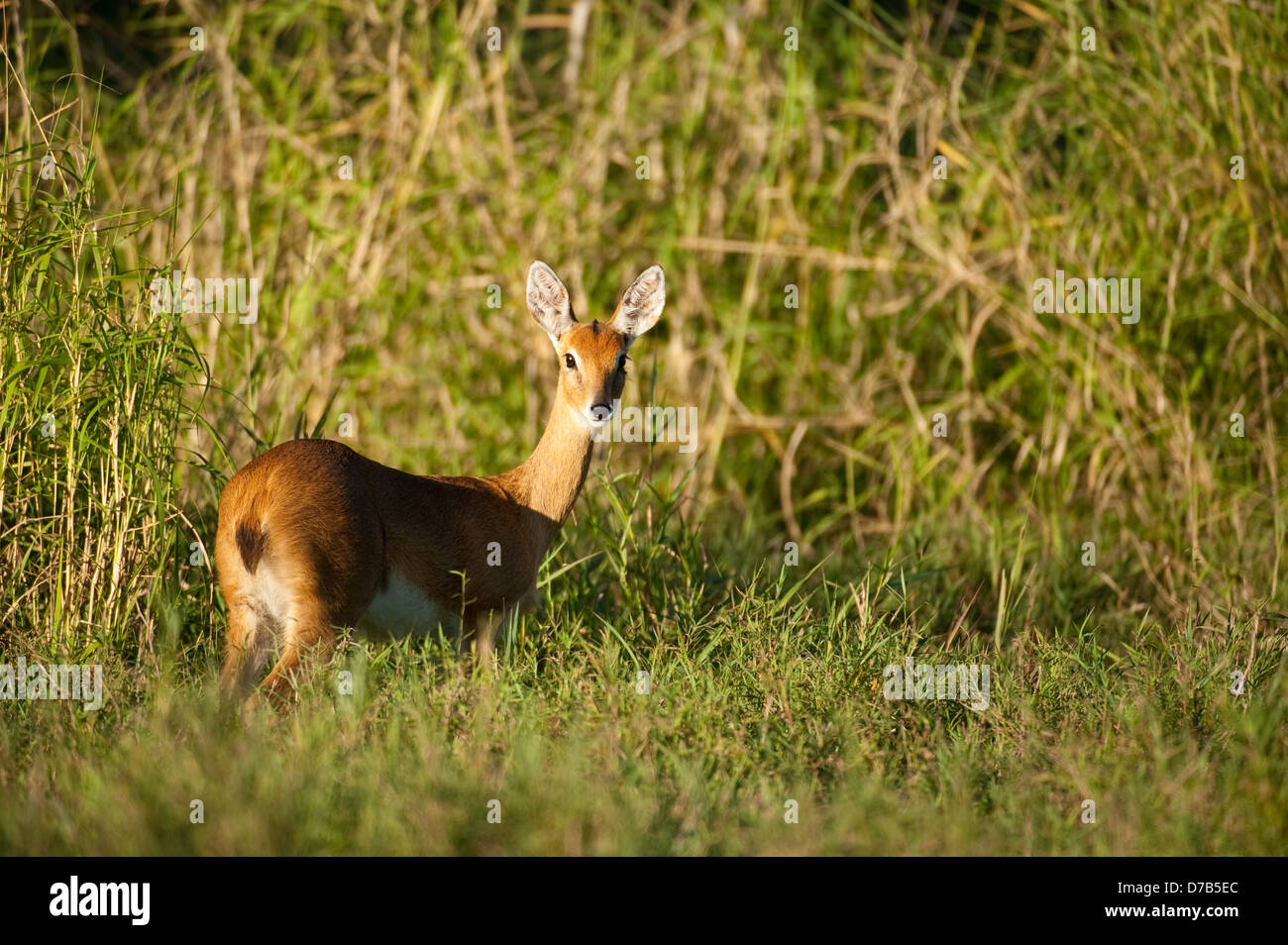 Oribi (Ourebia ourebi), Gorongosa National Park, Mozambique Stock Photo ...