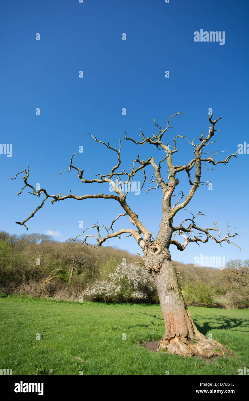 OXFORDSHIRE, UK. A dead Elm tree Stock Photo - Alamy