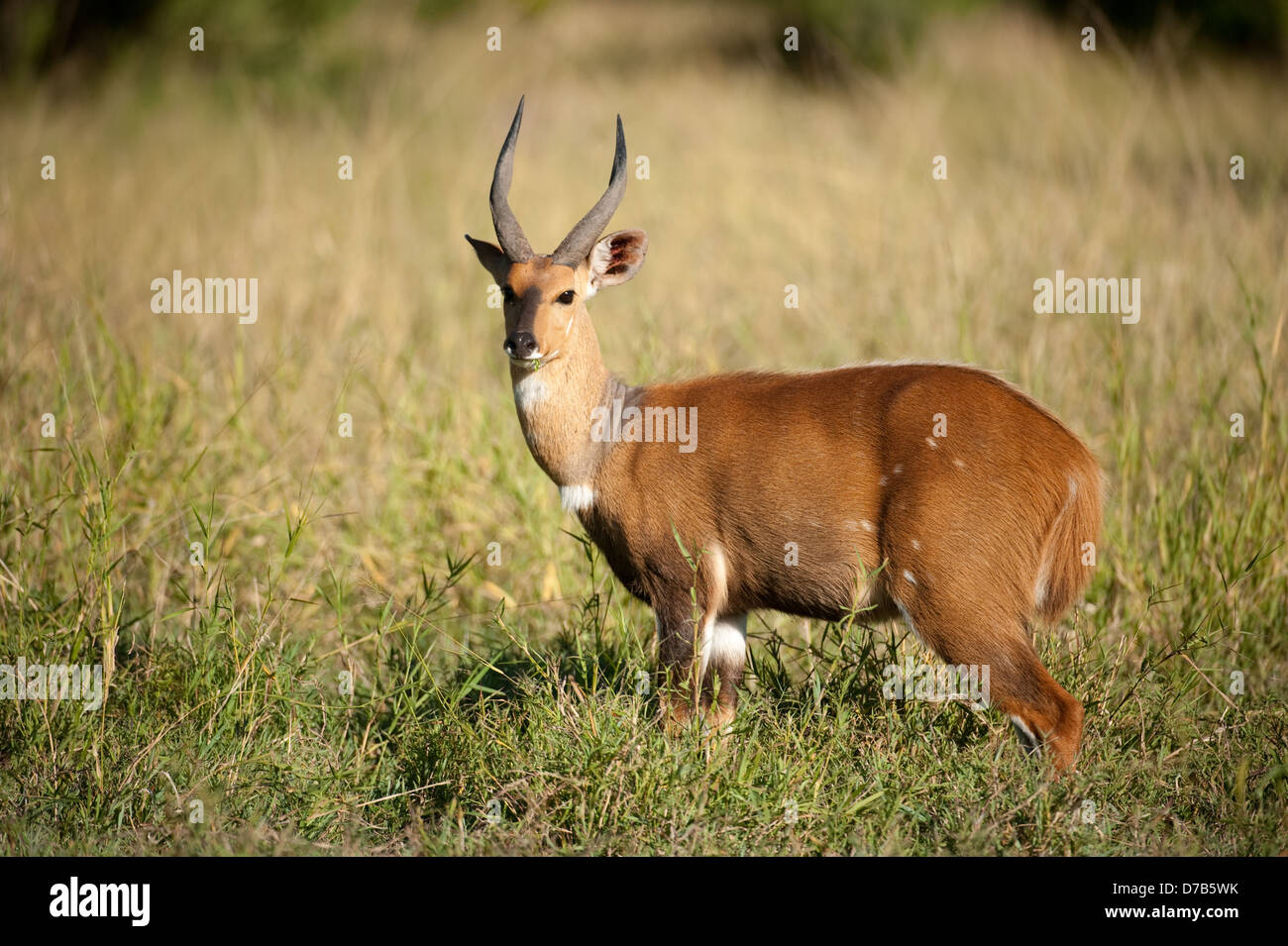 Bushbuck (Tragelaphus scriptus), Gorongosa National Park, Mozambique ...