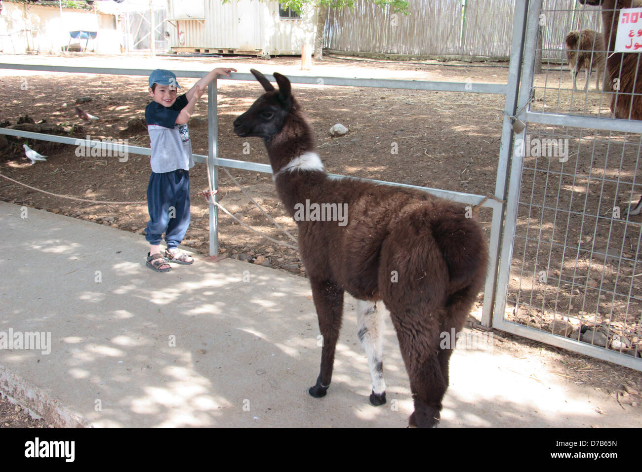 Encounter between llama child hi-res stock photography and images - Alamy