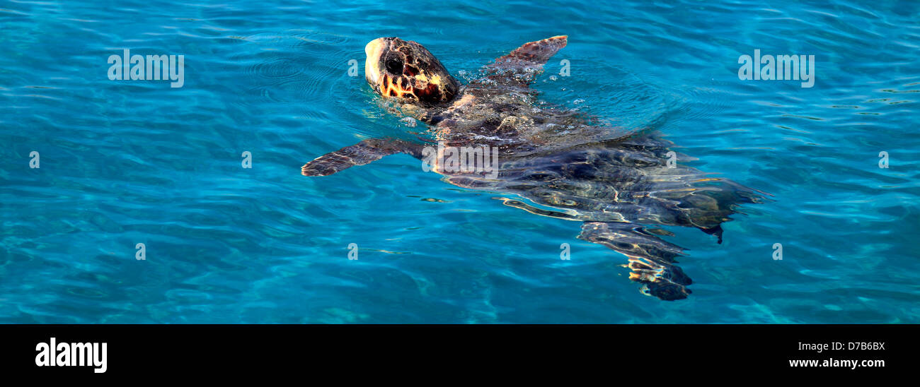 Loggerhead Turtle ( Carreta caretta ) in the sea at Laganas resort ...