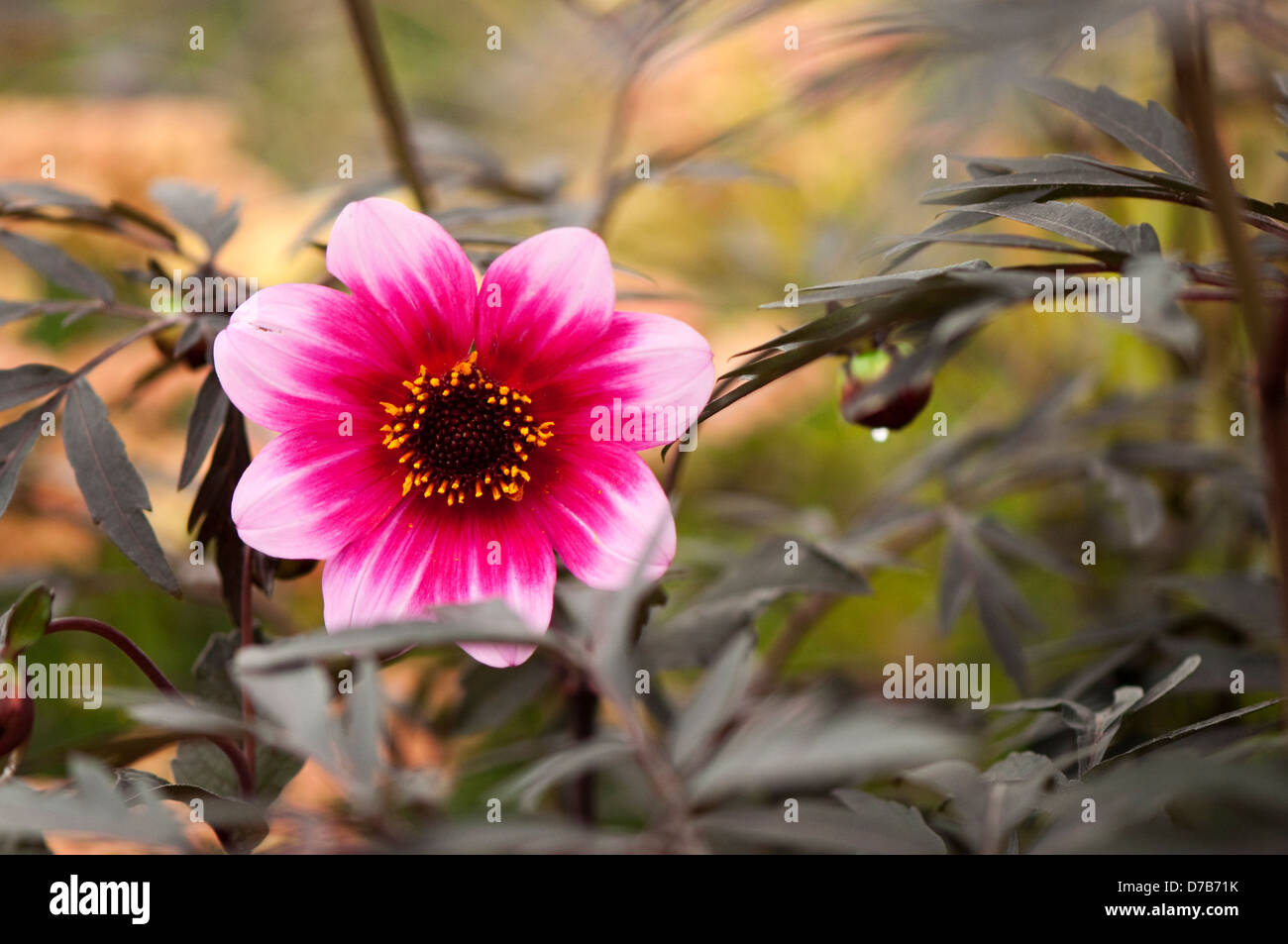 A single bright pink Dahlia flower, shown isolated and surrounded by ...
