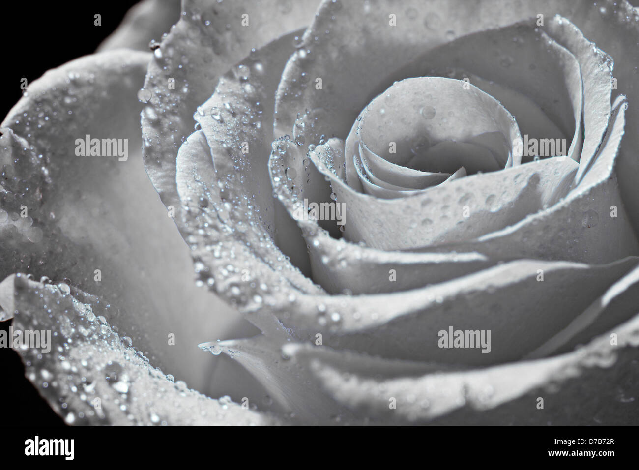Landscape photo of a rose. The image has been converted to monochrome ...