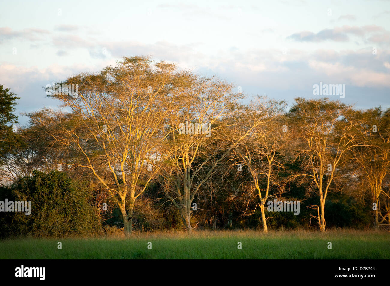 Fever tree forest, Gorongosa National Park, Mozambique Stock Photo - Alamy Fever tree forest, Gorongosa National Park, Mozambique Stock Photo - Alamy