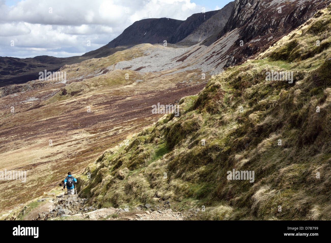 A walker descending on the Pony Path on the welsh mountain Cadair Idris ...