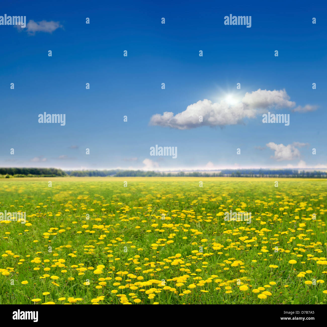 Field of spring flowers and perfect sunny day Stock Photo - Alamy