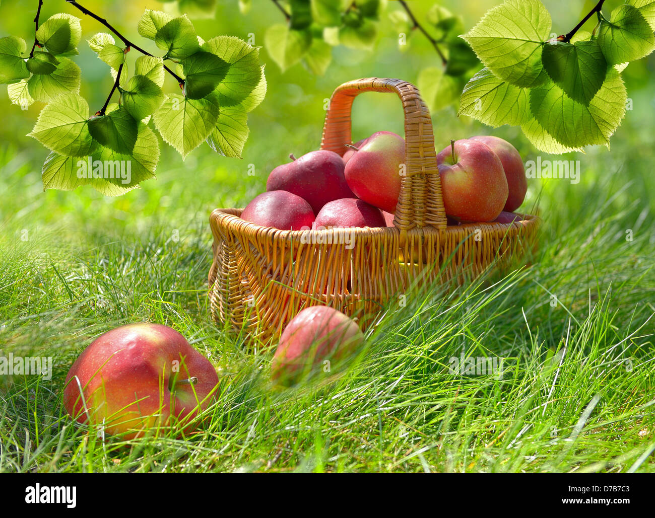 Orchard grass hi-res stock photography and images - Alamy