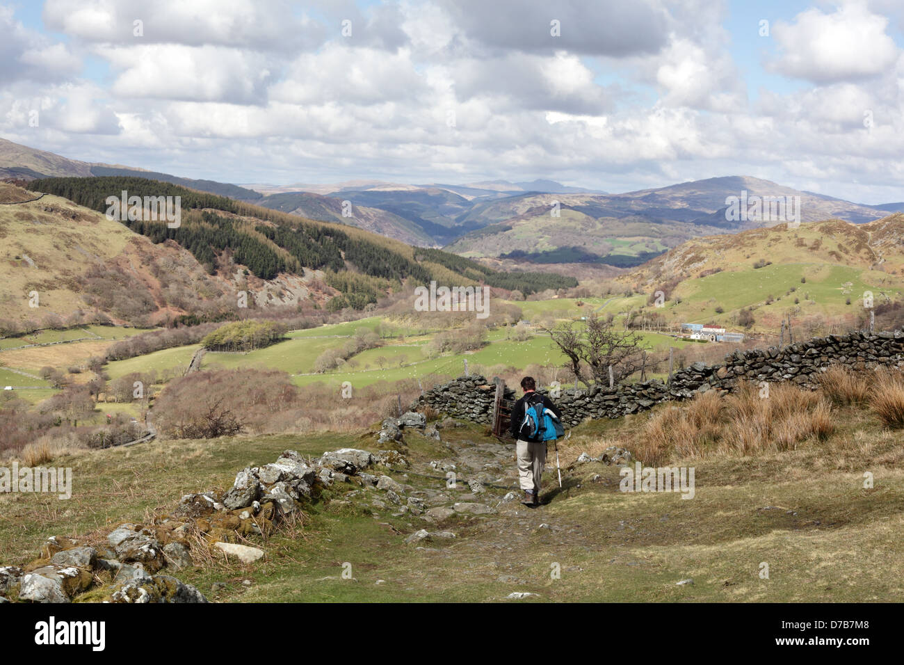 A walker descending on the Pony Path on the welsh mountain Cadair Idris ...