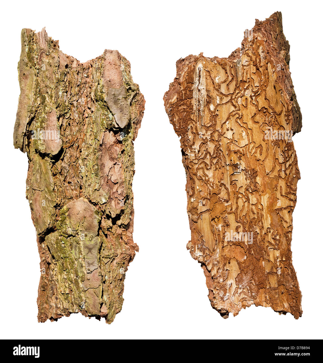 Bark beetle larvae hi-res stock photography and images - Alamy