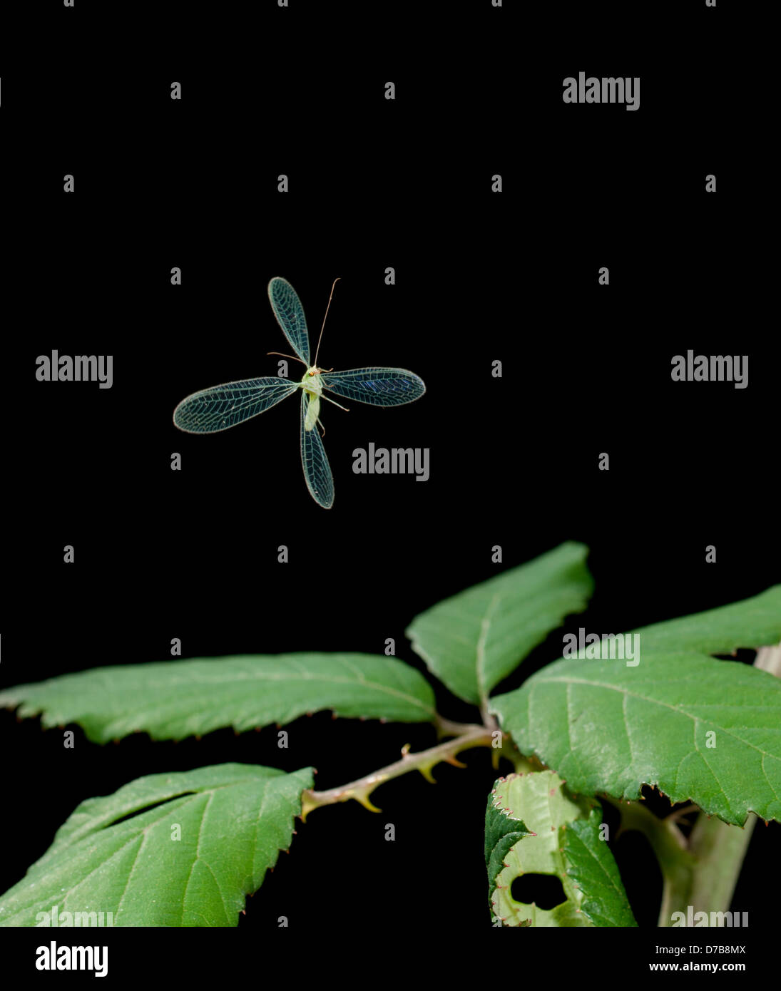 Green lacewing Chrysoperla carnea, in flight Stock Photo - Alamy