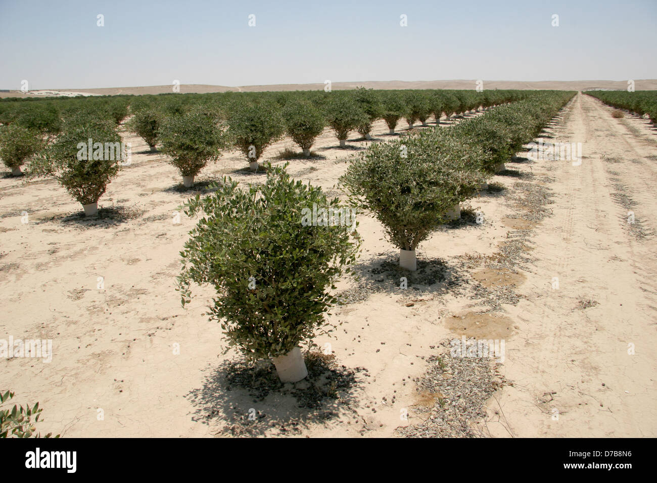 desert agriculture near kibbutz hatzerim (2005 Stock Photo - Alamy