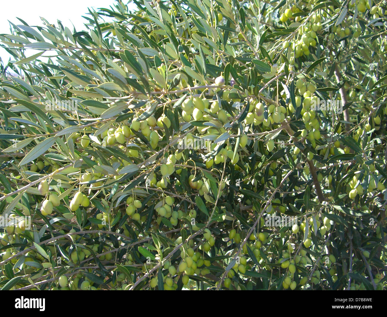 Olives on a tree Stock Photo - Alamy