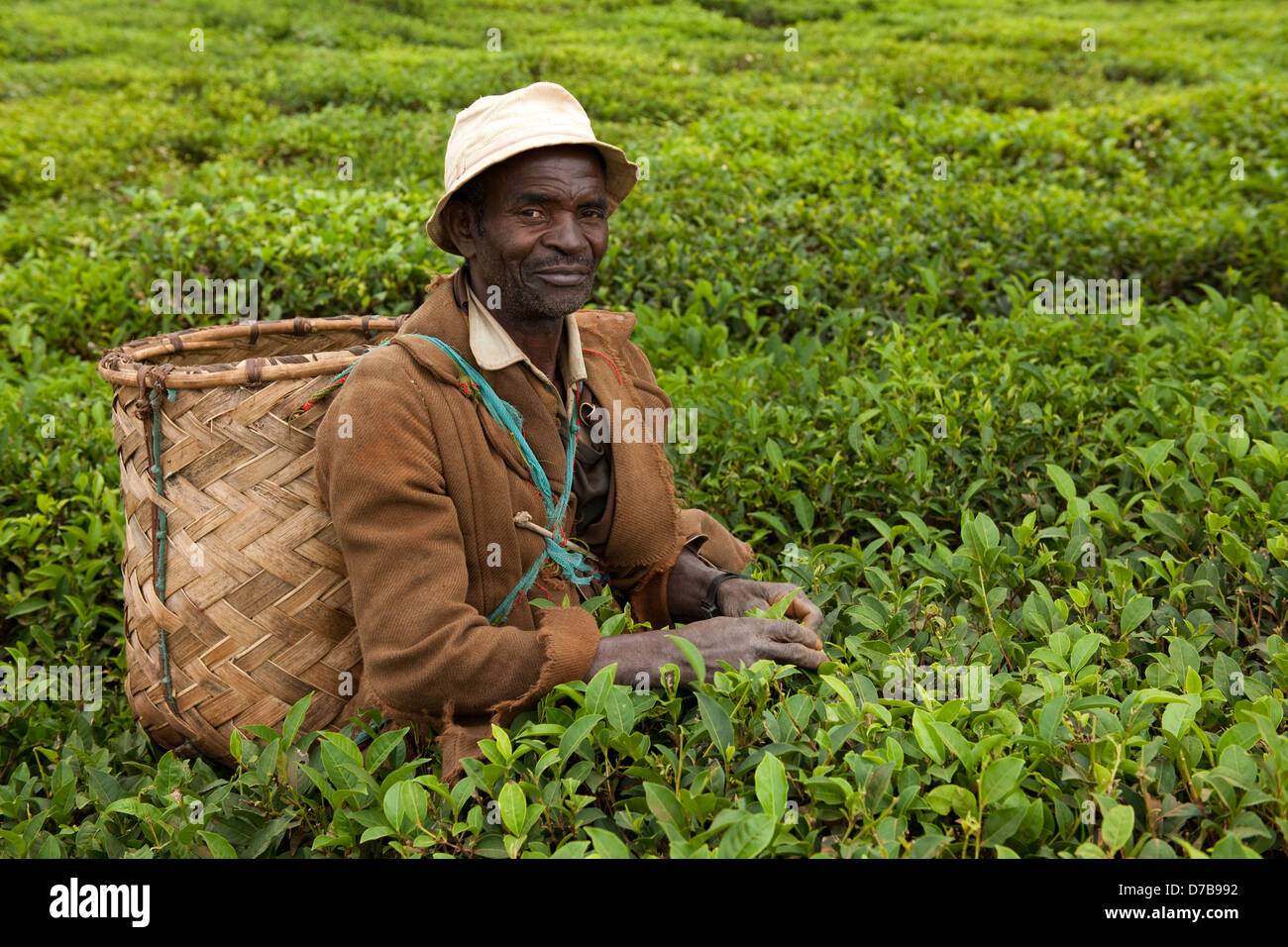 Tea picker field hi-res stock photography and images - Alamy