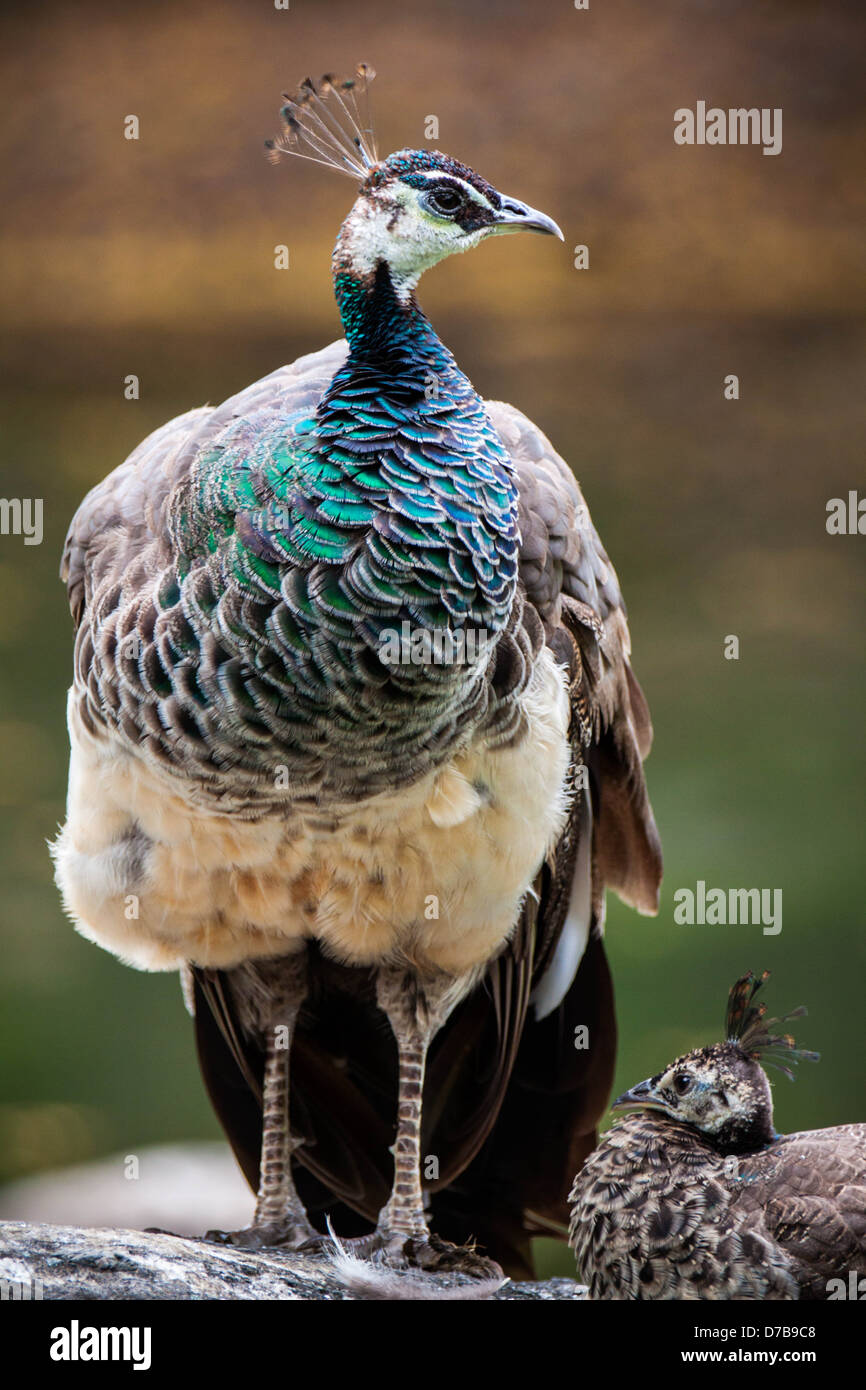 Peahen bird hi-res stock photography and images - Alamy
