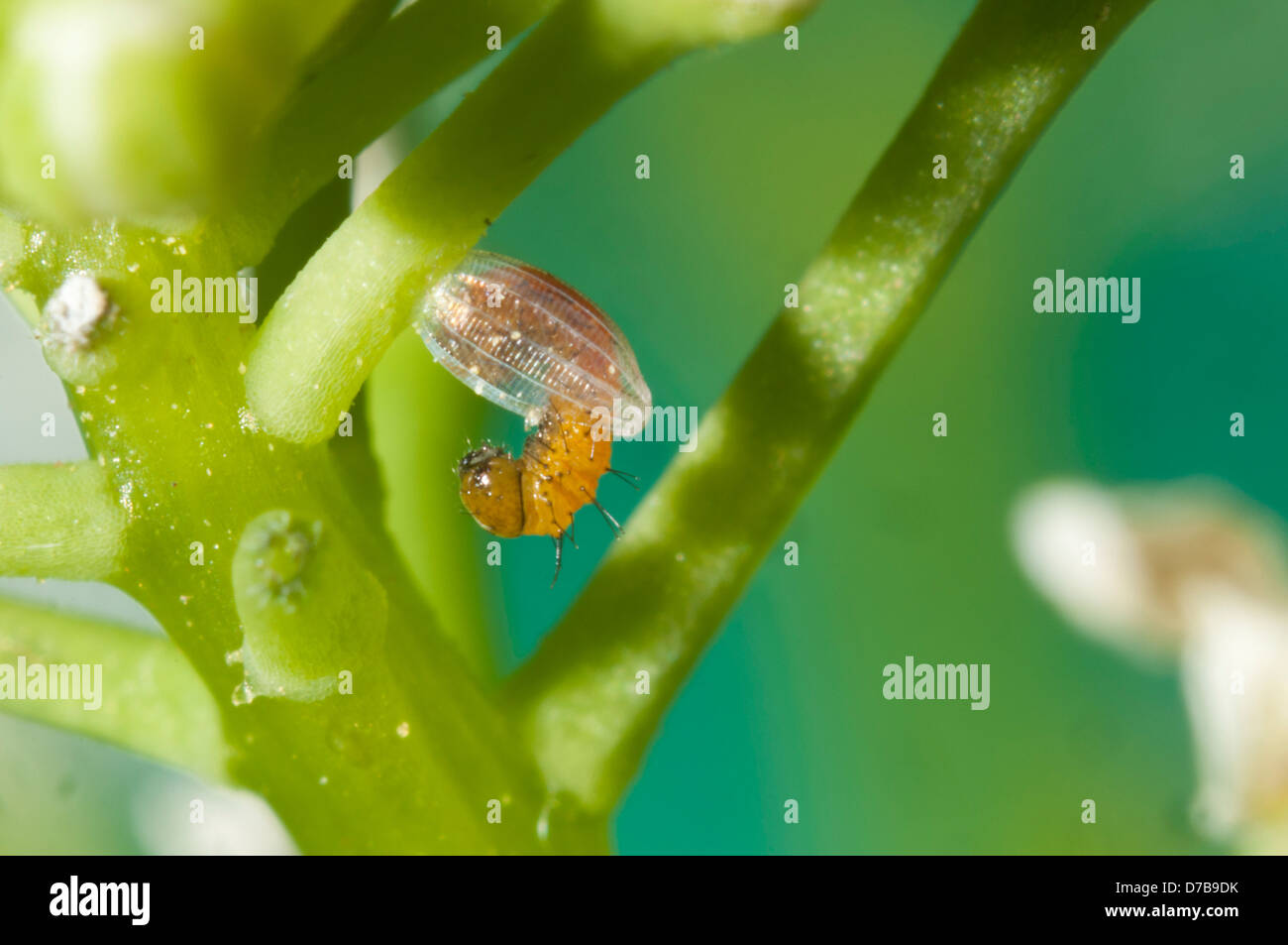 Orange tip butterfly egg hatching Stock Photo - Alamy
