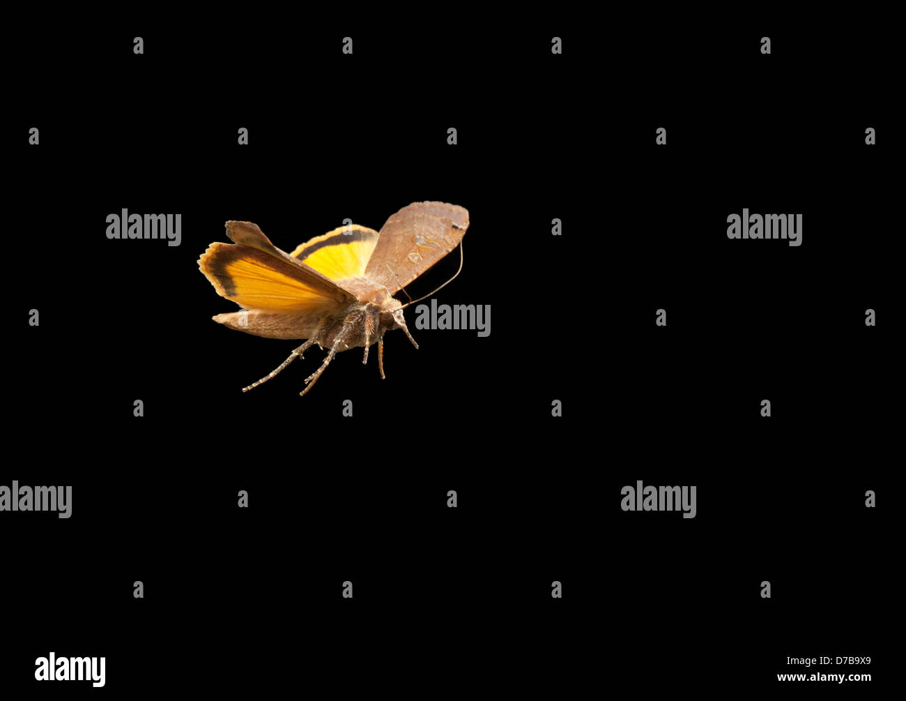 Large yellow underwing moth hi-res stock photography and images - Alamy
