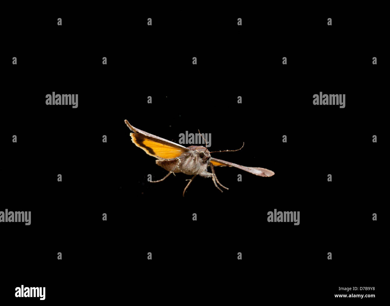 Common yellow underwing moth noctua hi-res stock photography and images ...