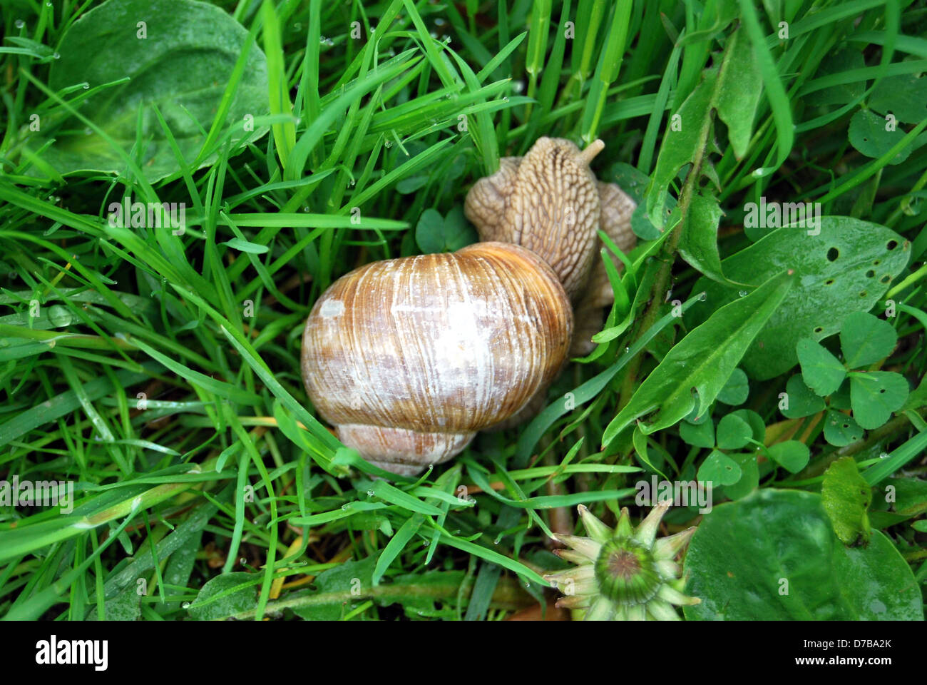 Snake and landscape hi-res stock photography and images - Alamy