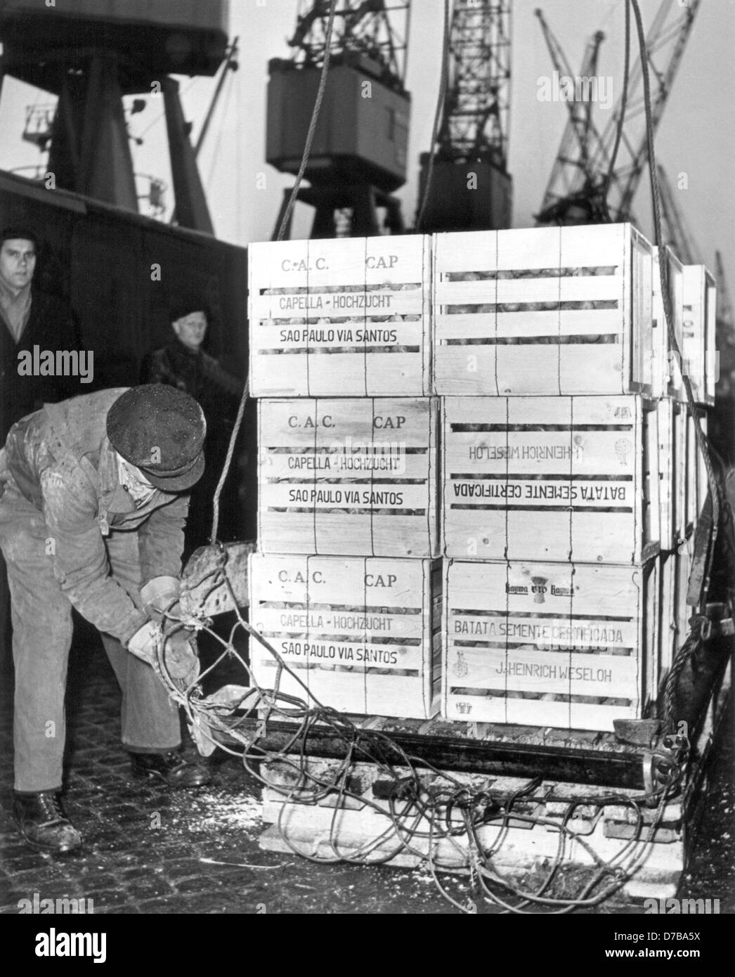 German seed potatoes of the type "Capella" are loaded on a cargo ship ...