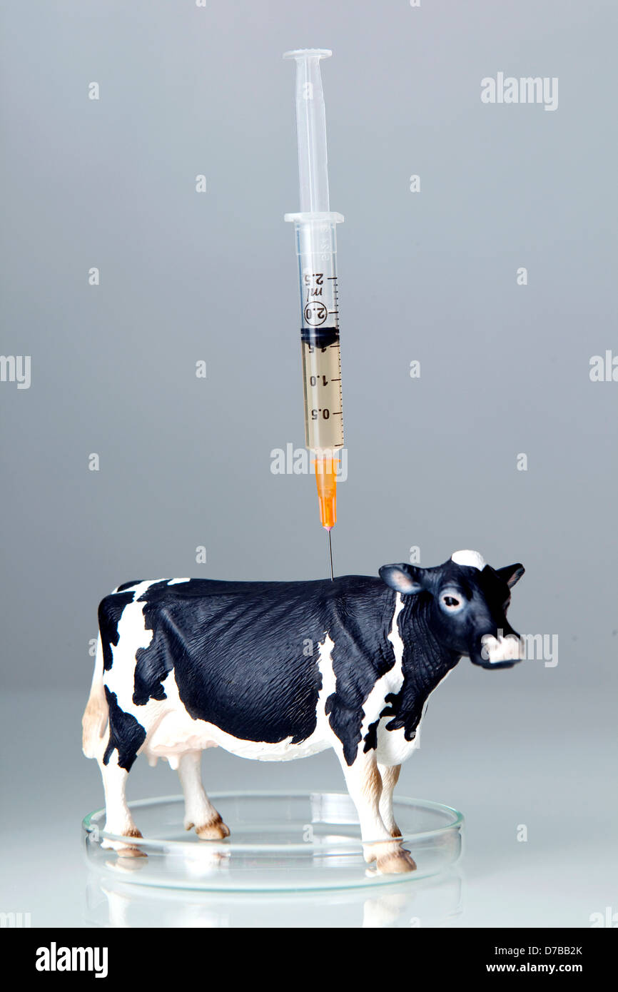 Cow hormone injection hi-res stock photography and images - Alamy