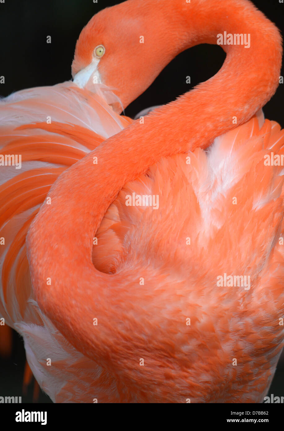 A flamingo cleans itself at the zoo in Duisburg, Germany, 03 May 2013 ...