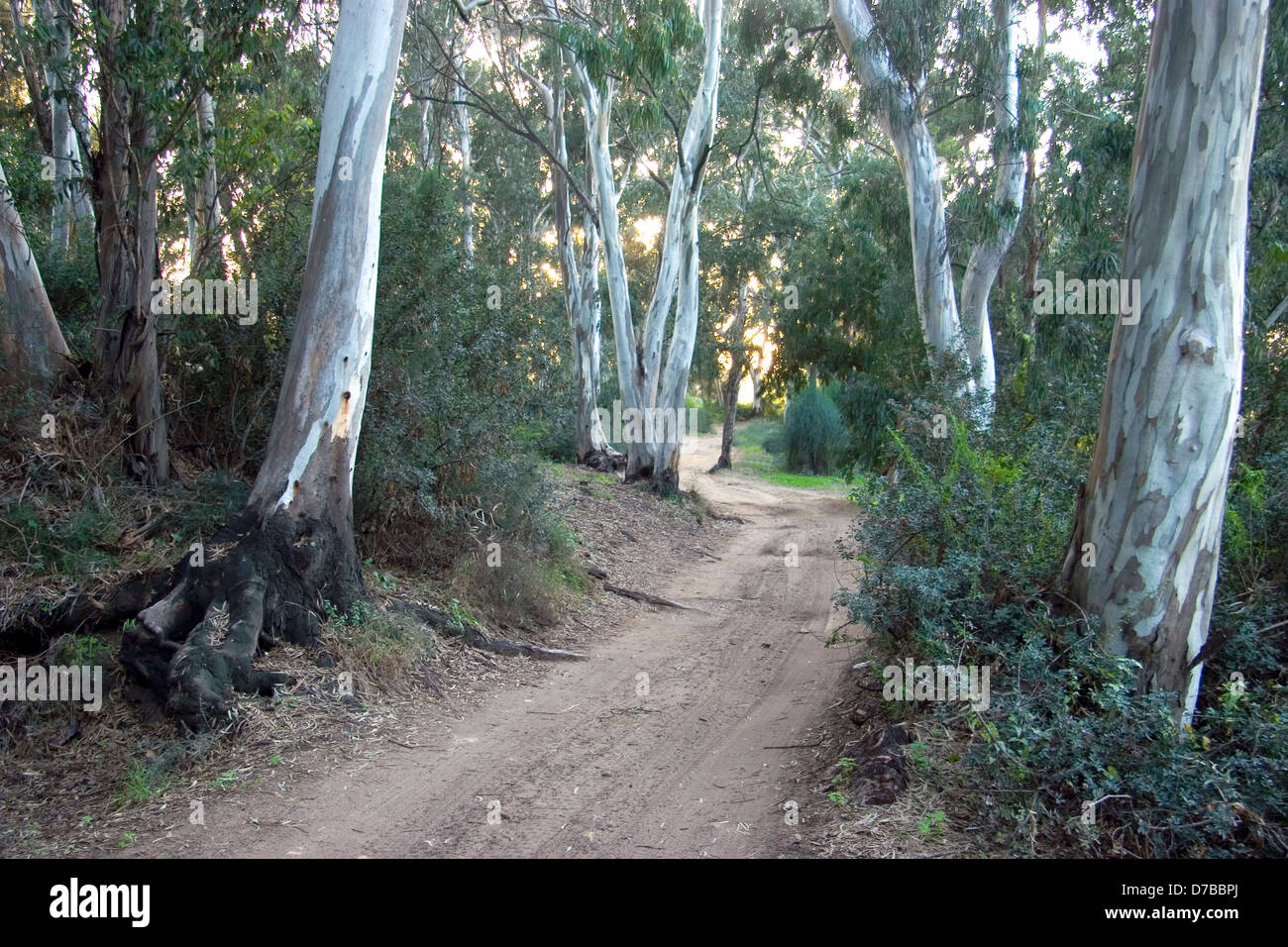 Hadera Eucalyptus forest Stock Photo - Alamy