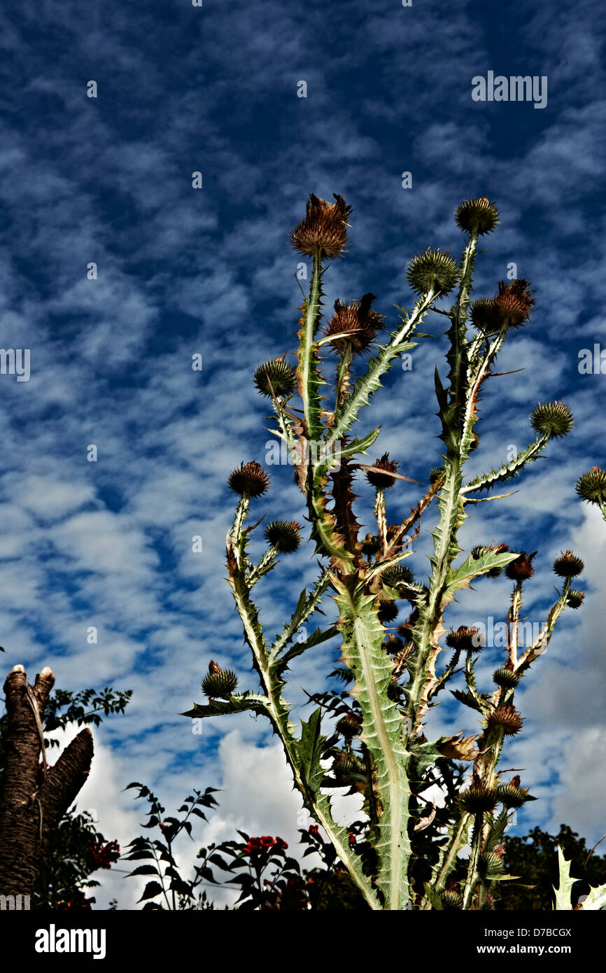 Mist thistle hi-res stock photography and images - Alamy