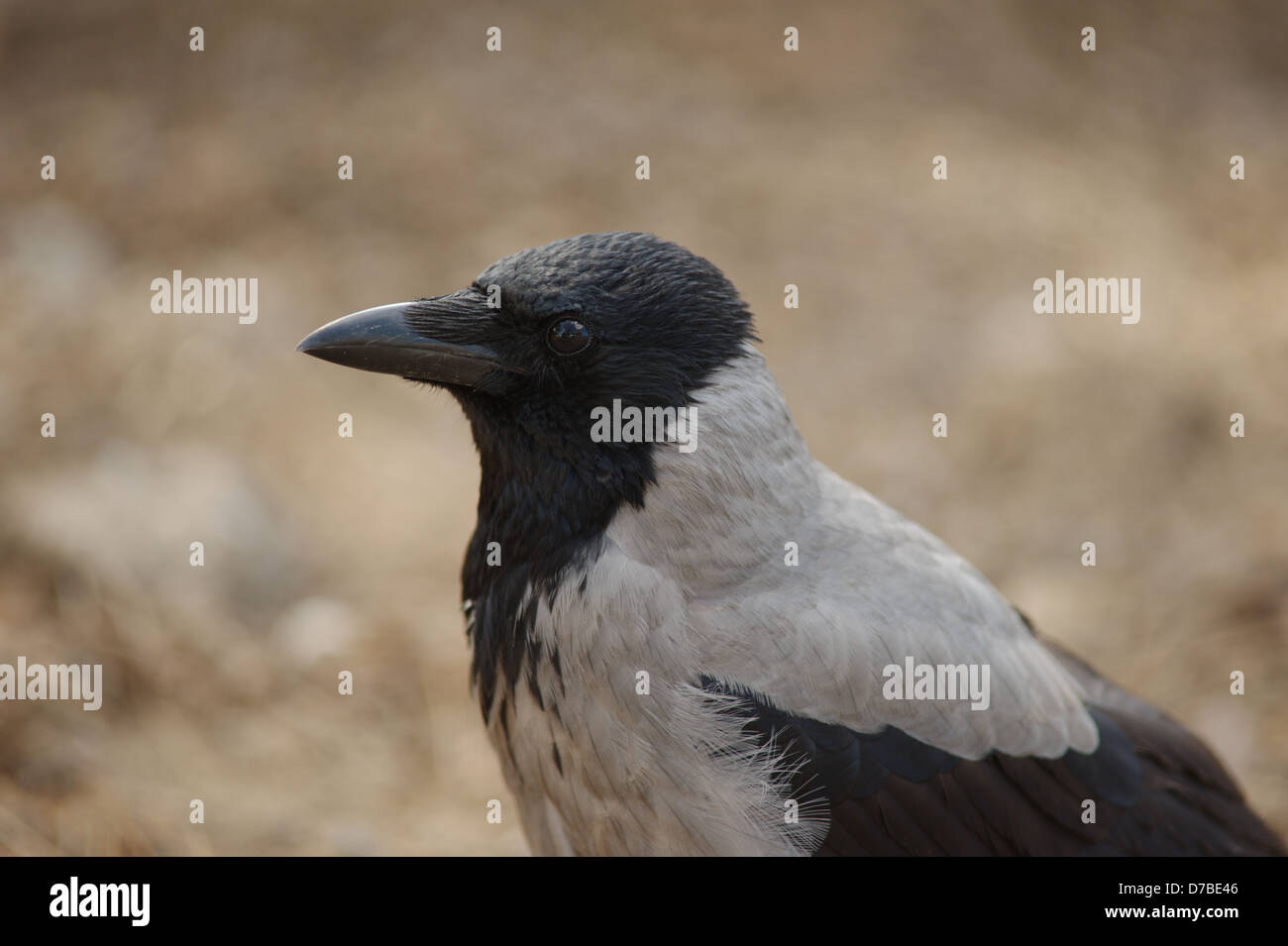 Zoom on head of crow, black bird Stock Photo - Alamy