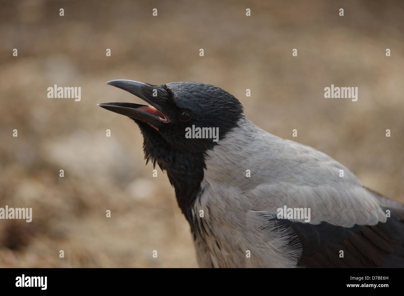 Zoom on head of crow, black bird Stock Photo - Alamy
