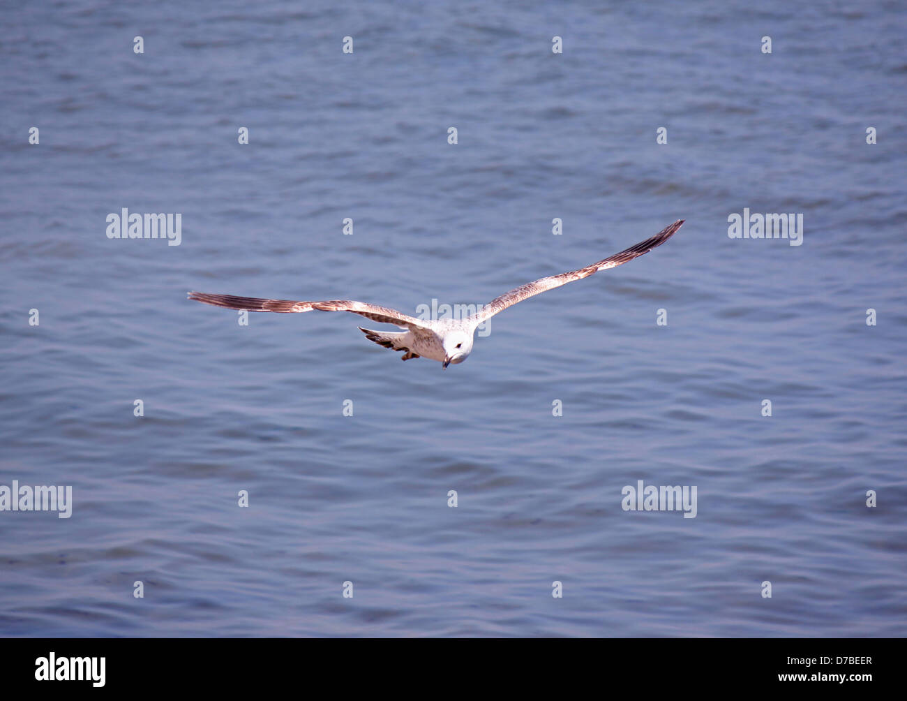 Flying nature hi-res stock photography and images - Alamy