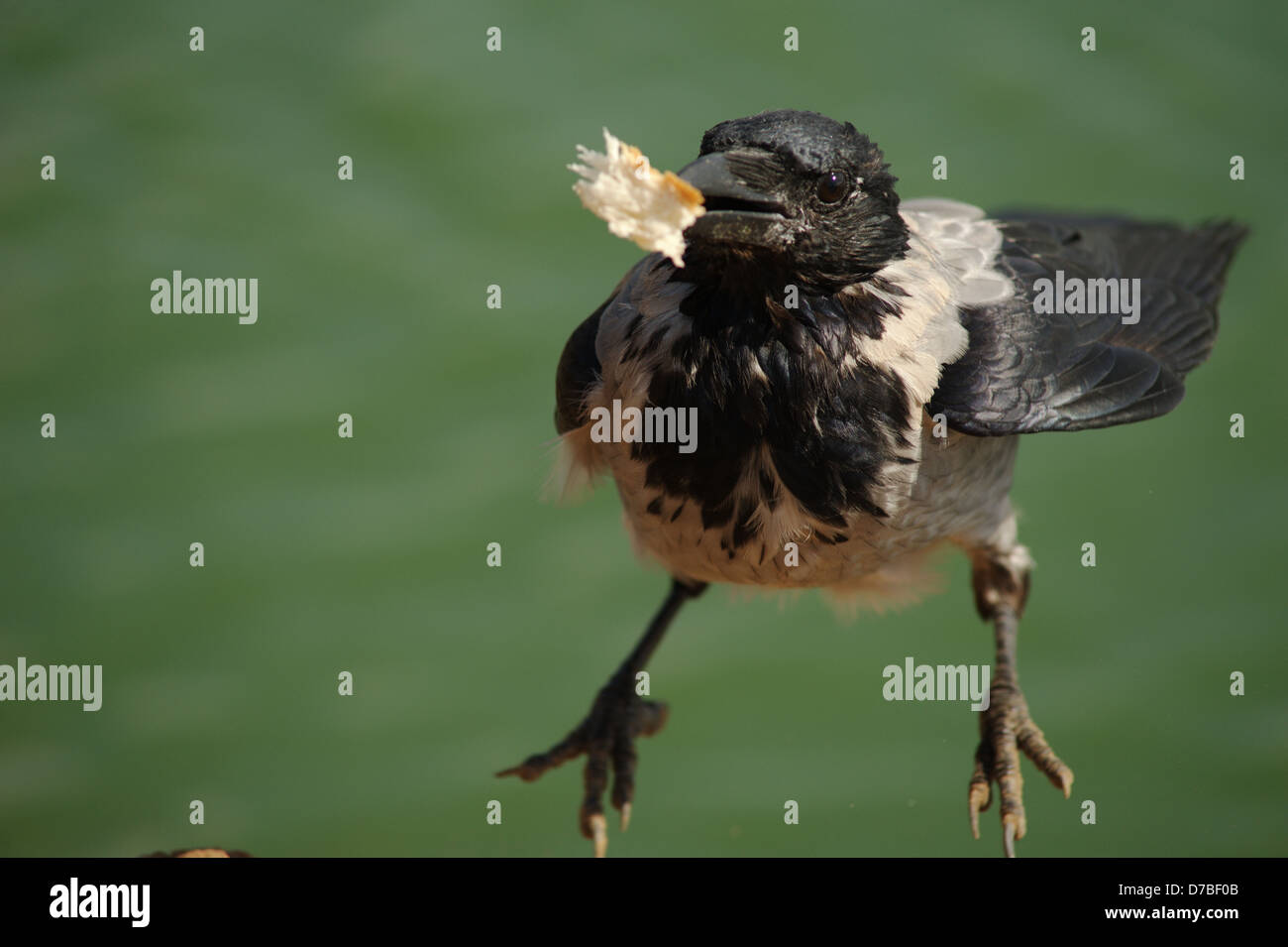 Bird zoom hi-res stock photography and images - Alamy
