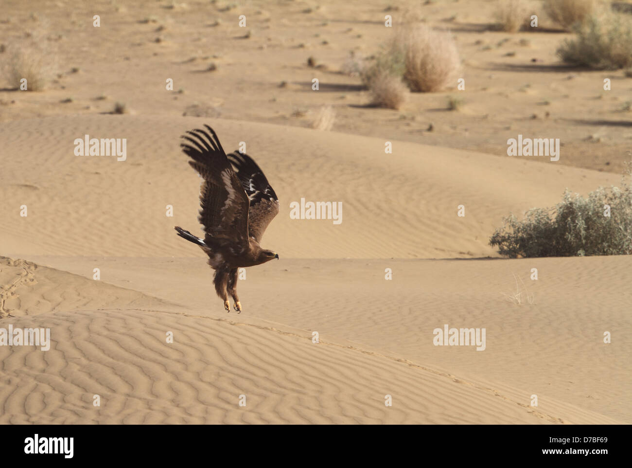 Steppe Eagle taking flight from sand dune Stock Photo - Alamy