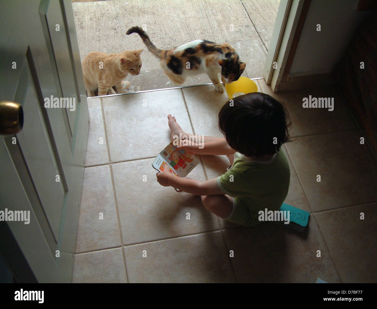 child reading a story to cats Stock Photo - Alamy