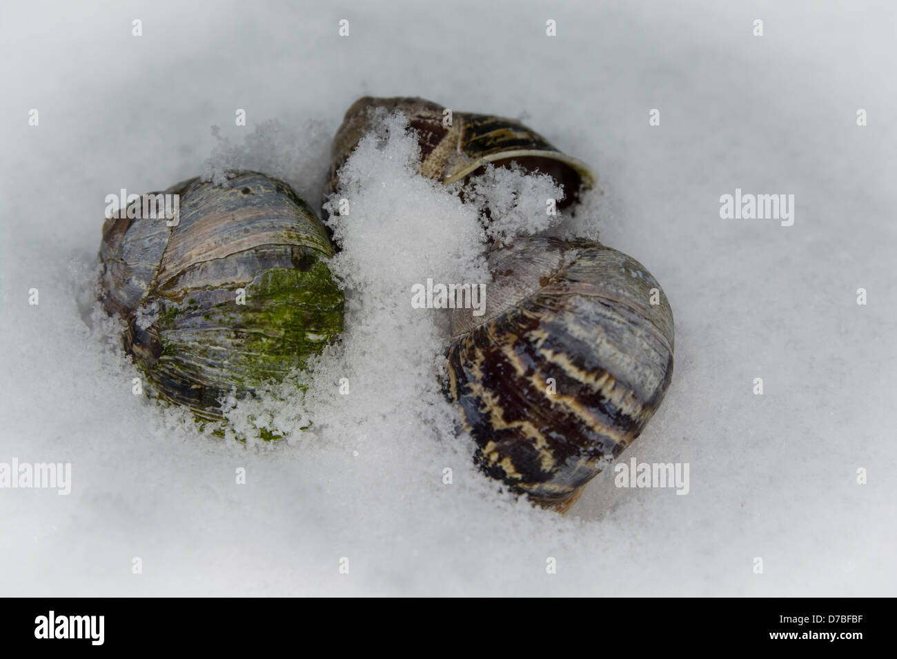 Covered shells hi-res stock photography and images - Alamy