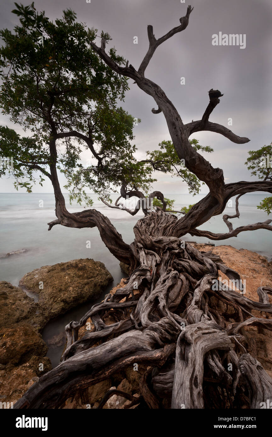 Old gnarled roots of tree beside sea, Treasure Beach, St Elizabeth ...