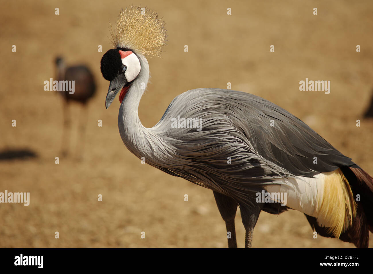 colourful bird in safari Stock Photo - Alamy