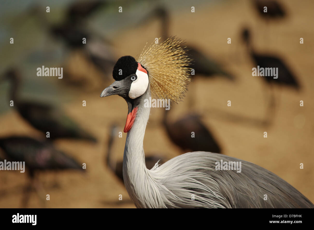 colourful bird in safari Stock Photo - Alamy