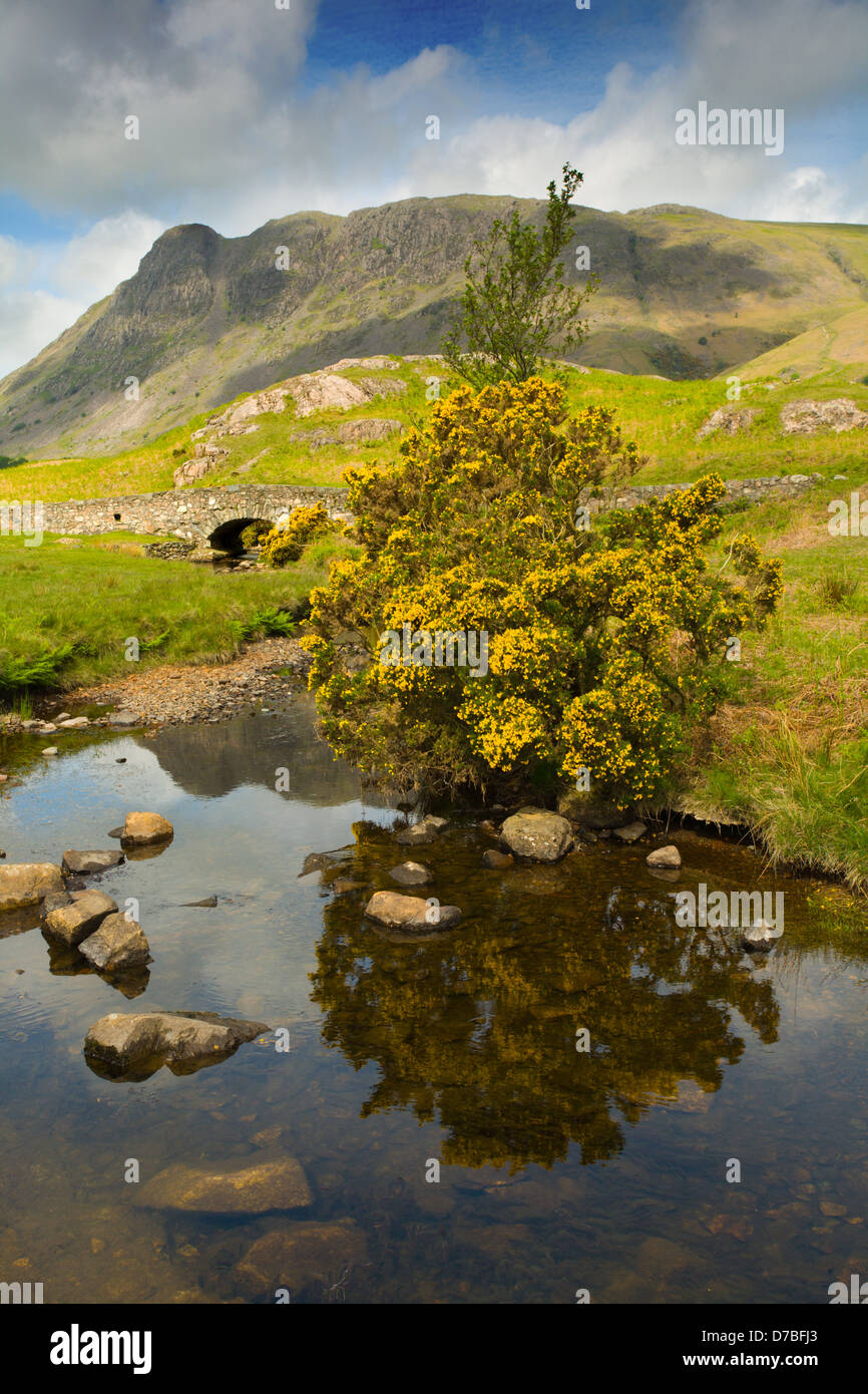 Yellow Heather growing beside Wastwater, Cumbria Stock Photo - Alamy