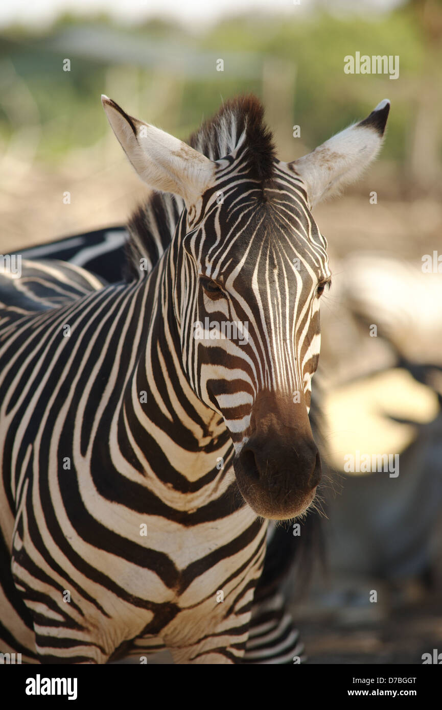 Species recognition hi-res stock photography and images - Alamy