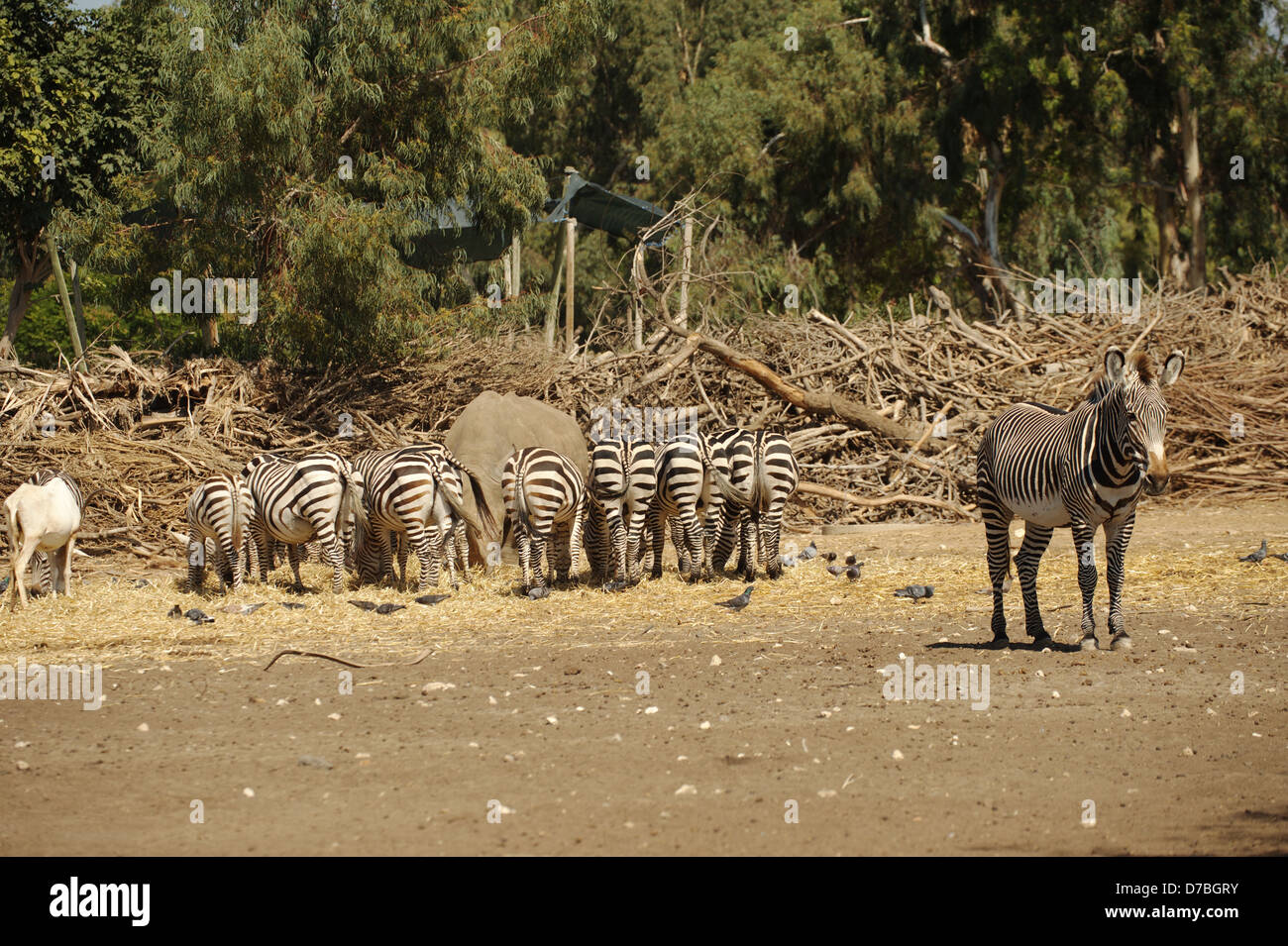 Zebra and cattle hi-res stock photography and images - Alamy