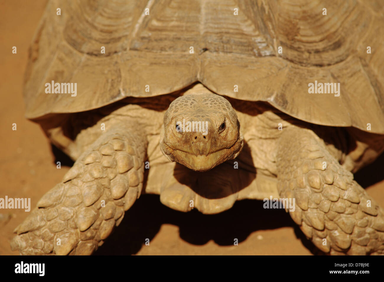 Soil turtle hi-res stock photography and images - Alamy